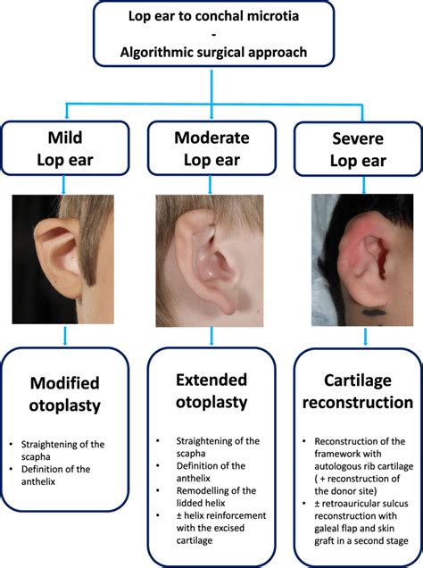Schematic Description Of The Systematic Surgical Algorithm Download