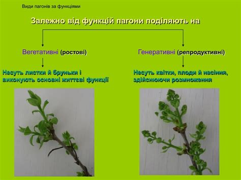 Презентація Булова та функції пагона