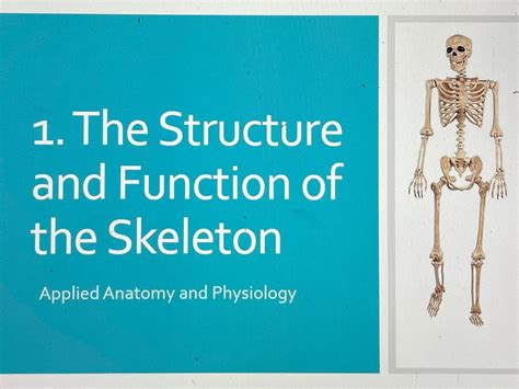 Gcse Pe Aqa Applied Anatomy And Physiology 1 Structure And Function