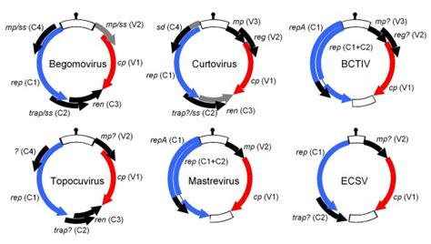 The Arrangement Of Genes And Open Reading Frames Orfs Within Various Download Scientific