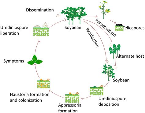 Frontiers Understanding Phakopsora Pachyrhizi In Soybean