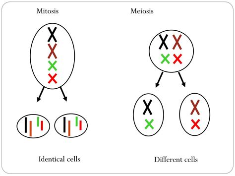 PPT SPECIALIZED SEX CELLS PowerPoint Presentation Free Download ID