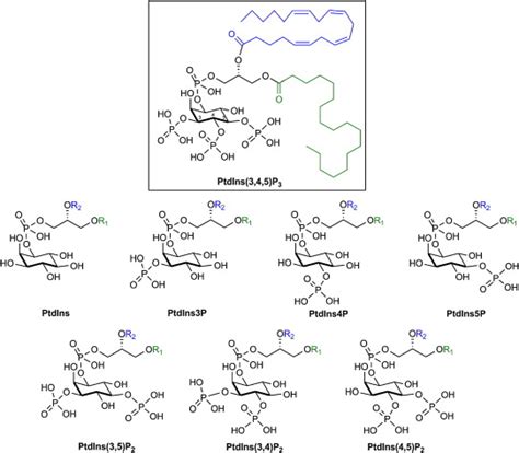 Phosphatidylinositol Structure