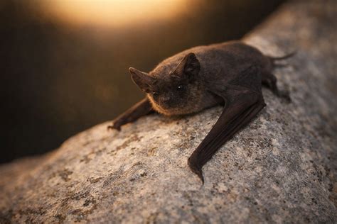 Texas State Flying Mammal Mexican Free Tailed Bat