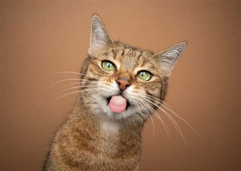 Pourquoi Mon Chat Me Lèche 5 Raisons Possibles L La Spa