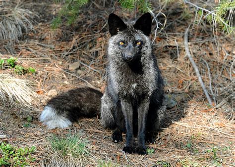 Facts About Silver Fox What Exactly Is A Silver Fox Vvwsb