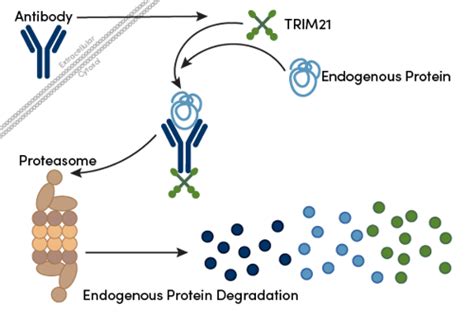 Trim Away：快速、简单和特定的蛋白质降解 Cst 博客