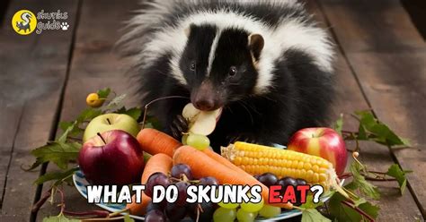 What Do Skunks Eat 20 Surprising Foods They Love And Avoid