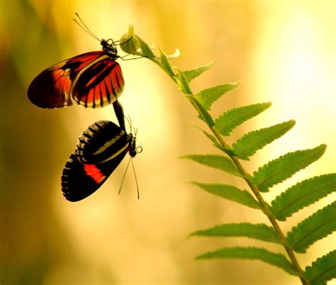 Butterflies Mating Intimate Free Photo On Pixabay Pixabay
