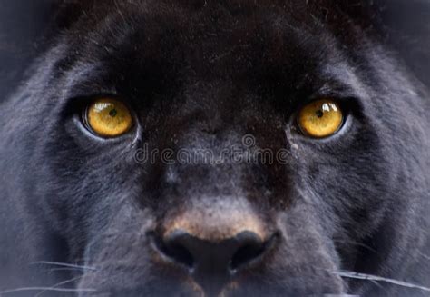 Black Panther Stock Image Image Of Mammal Strength Eyes 1012135