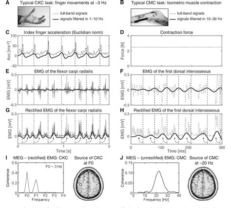 Figure 2 From Coupling Between Human Brain Activity And Body Movements