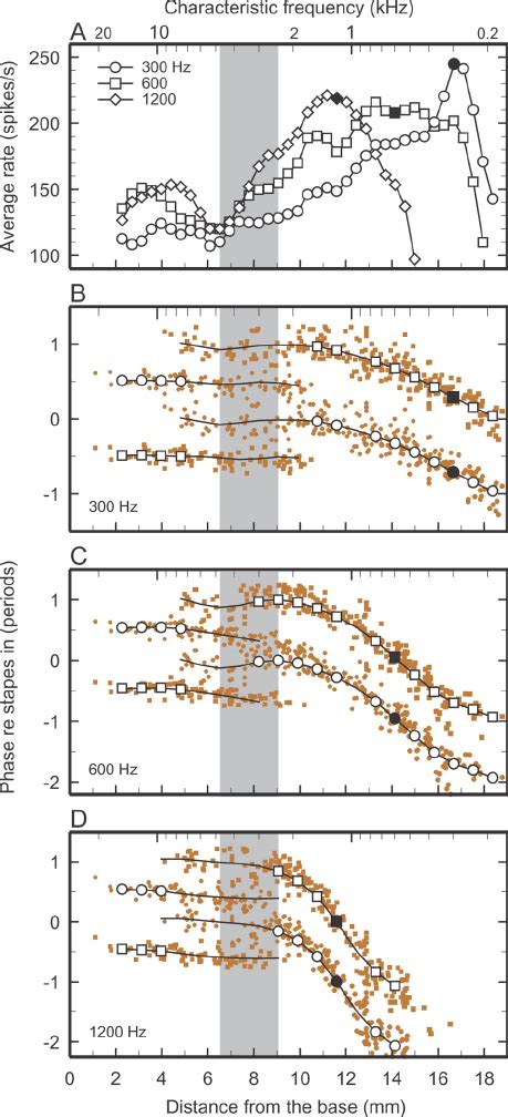 Spatial Profiles Of Average Rates And Phases Of Anf Responses To Tones Download Scientific Diagram