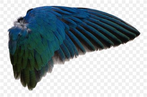 Bird Wing Clip Art Png 1600x1056px Bird Angel Wing Beak Bird