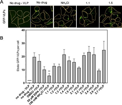 Effect Of Diphyllin And Derivatives On Vlp Cell Binding A