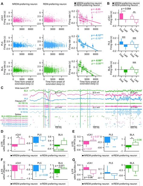 Firing Activities Of Rem And Nrem Preferring Neurons Are Differently