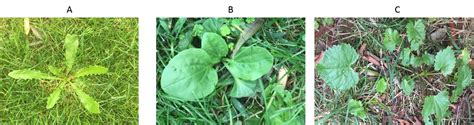 Lawn Looking For Exact Name Of Grass Weeds Gardening Landscaping Stack Exchange