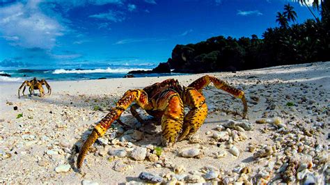 Christmas Island Reef At Carla Apgar Blog