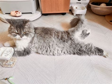 푸들고양이 셀커크렉스 쭈봉 뽀꼬 😻 각질왕 각쭈봉 링웜아니길😓 🙀 뭐어 병원가자구 🤬 아아악 시러 🫨 이건 꿈이야😵‍💫 Instagram