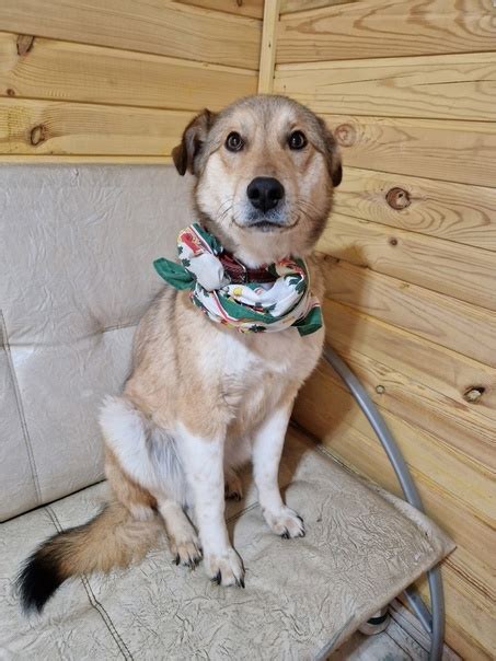 Новосибирск Ищем дом для замечательного парня Симбы Возраст около 2 х лет привит кастрирован