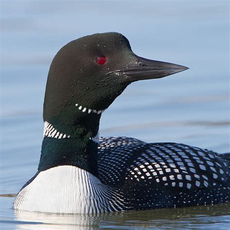Zenfolio Feather Light Photography Common Loon Common Loon