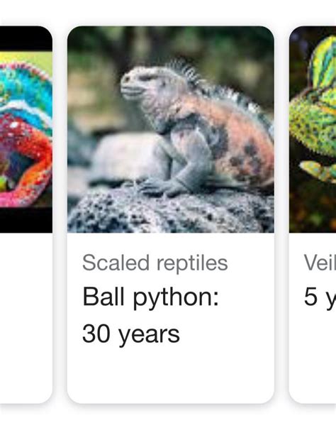 Weirdest Ball Python Ive Ever Seen Rreptiles