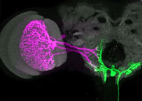 Single Motor Neurons Analyzed In 3d In A Moving Fly Body Lifeboat