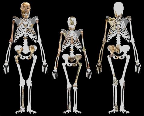 Australopithecus Sediba Timeline