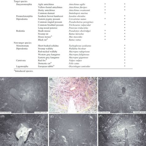 Pdf A Comparison Of The Effectiveness Of Camera Trapping And Live Trapping For Sampling