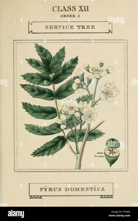 Elements Of The Science Of Botany Provides A Foundational