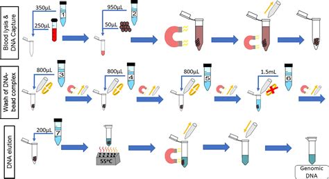 Dna Extraction Techniques