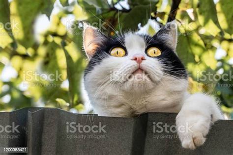 큰 노란색 눈을 가진 재미 젊은 검은 색과 흰색 고양이의 초상화는 금속 회색 울타리 뒤에 흐린 녹색 배경에 0명에 대한 스톡 사진 및 기타 이미지 Istock