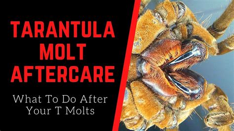 How To Care For Your Tarantula After A Molt