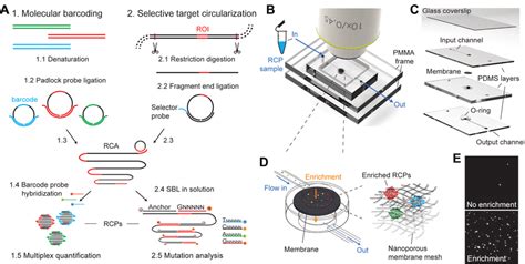 Single Molecule Analysis Through Microfluidic Enrichment Of Rolling