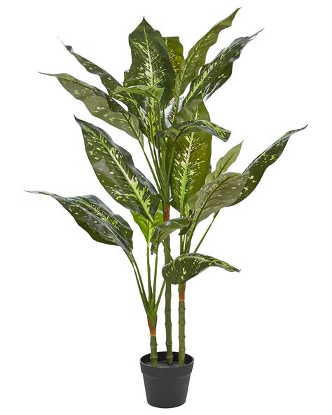 Cserepes Műnövény 110 Cm Dieffenbachia Beliani Hu