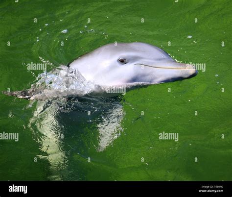 Harbor Porpoise Teeth