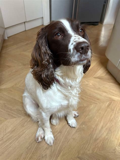 Lilly Sa4663 Reserved Springer Leicestershire England Spaniel Aid Cio