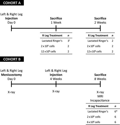Study Design An Experimental Timeline Showing The Procedures For Download Scientific Diagram