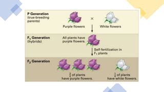 Monohybrid Inheritance Pptx