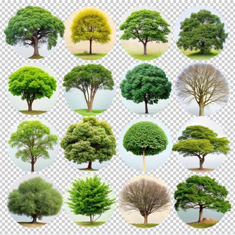 A Collection Of Trees Including One That Has The Word Trees On It Premium Ai Generated Psd