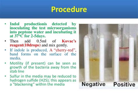 Identification Of Bacteriapdf