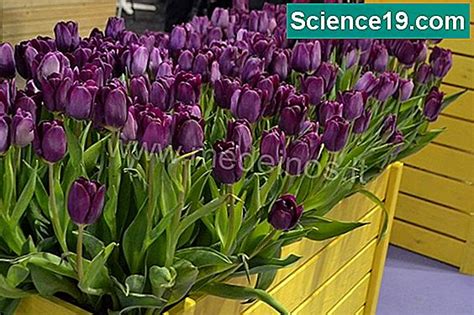 Kaip žinoti Tranzistoriaus Skaičių 💫 Mokslinė Ir Populiarus Multimedijos Versija 2025