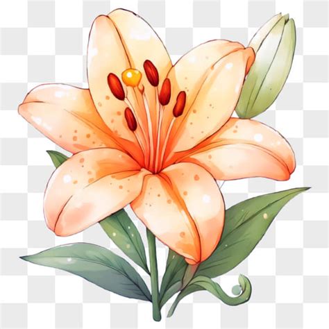 Download Kawaii Orange Lily On Black Background Kawaii Online