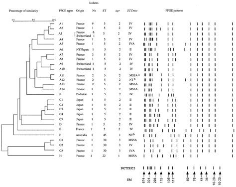 Unweighted Pair Group Method With Averages Dendrogram Of Pfge Results