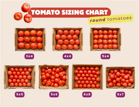 Tomato Size Chart Know Your Tomatoes Keany Produce And Gourmet
