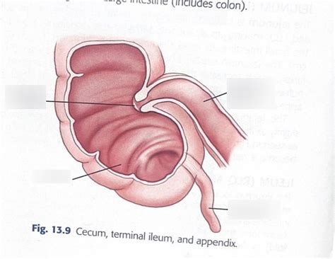 Cecum Terminal Ileum Appendix Diagram Quizlet