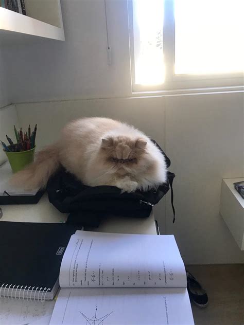 Kitty Unit R Absoluteunits