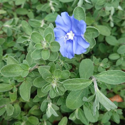 Plantsnap Identify Plants Trees Mushrooms With An App
