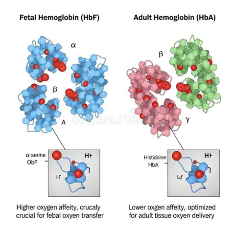 Diagram Comparing Fetal Hemoglobin Hbf And Adult Hemoglobin Hba On