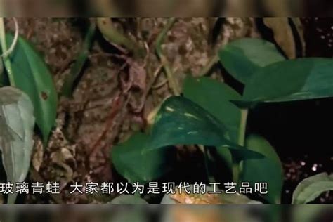 盘点世界上最神奇的透明动物！能看见心脏和骨头