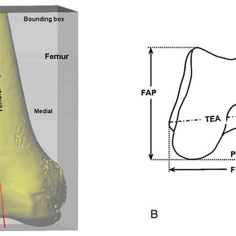 Femoral Measurements A Femoral Bone Model And Its Bounding Box B Download Scientific